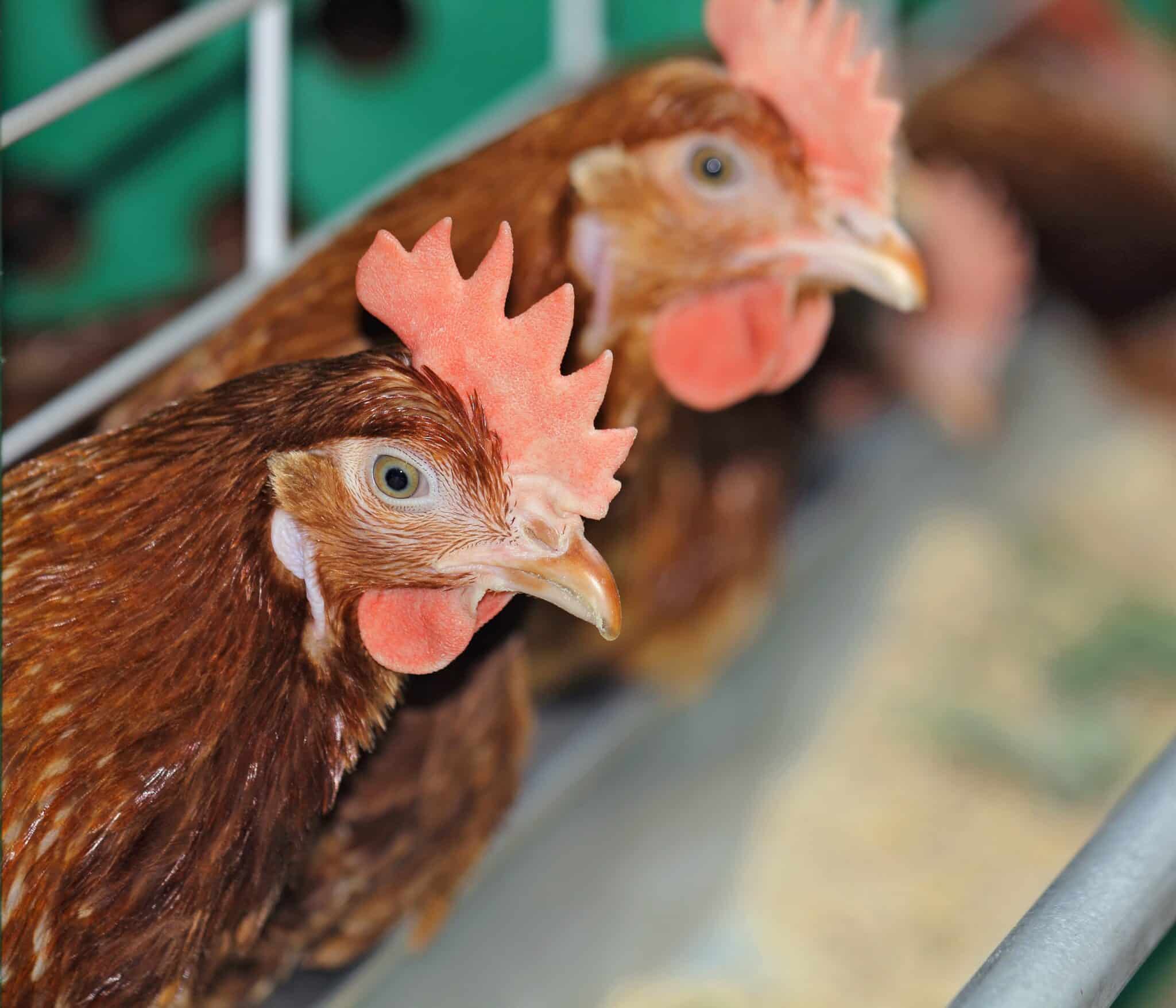 Small-scale farmer's guide to layer production - Meadow Feeds