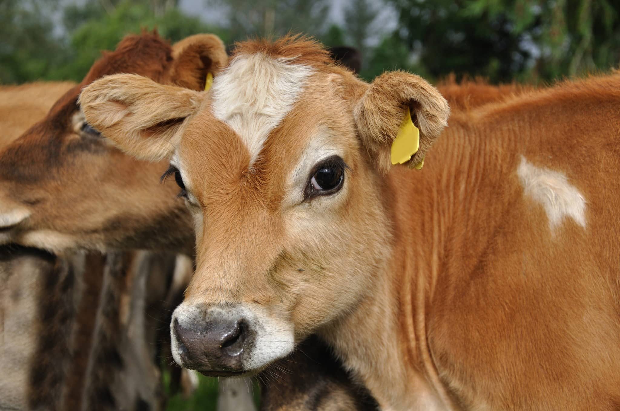 Meadow Feeds - More than just feed