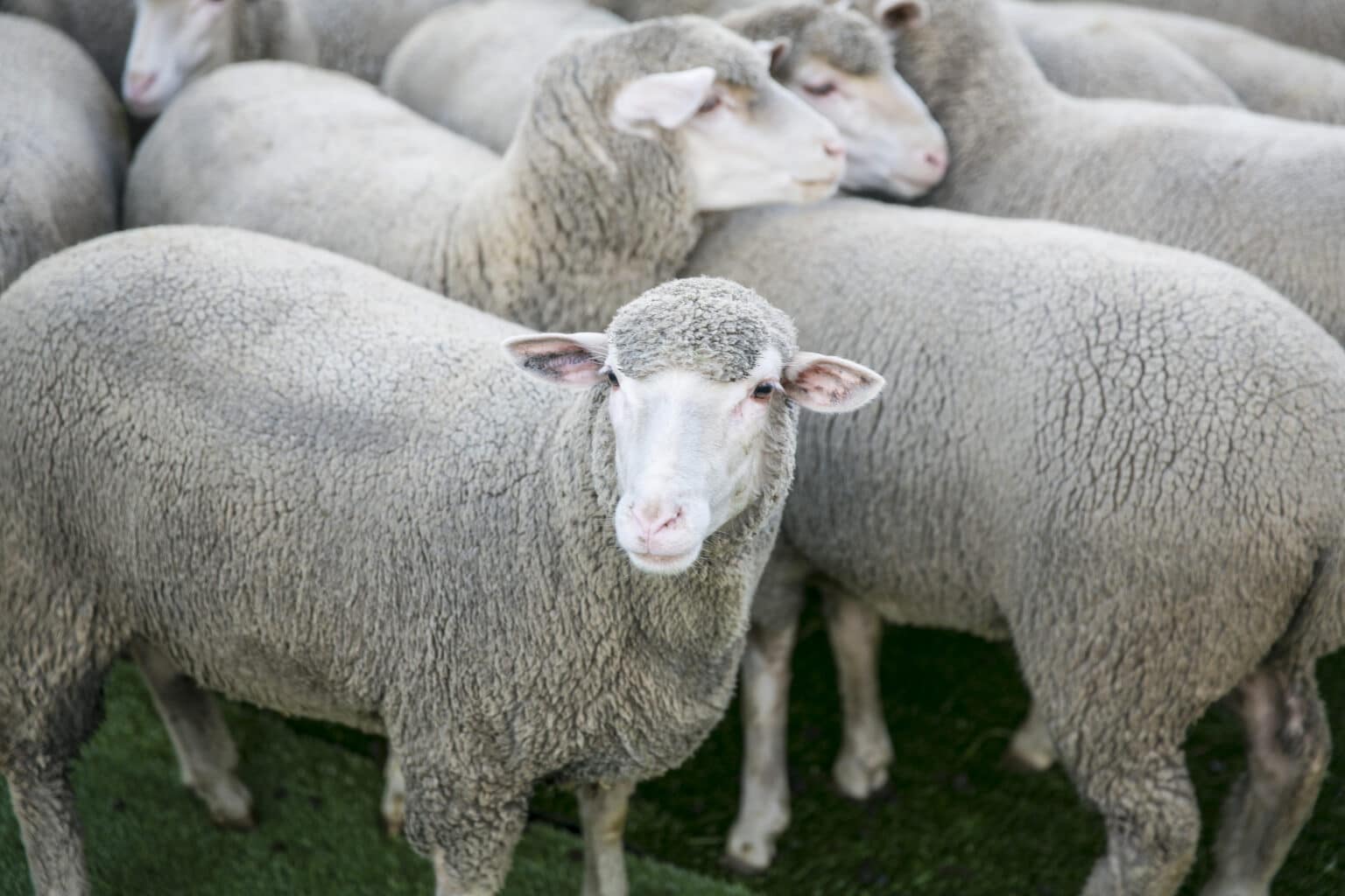 Meadow Feeds - More than just feed