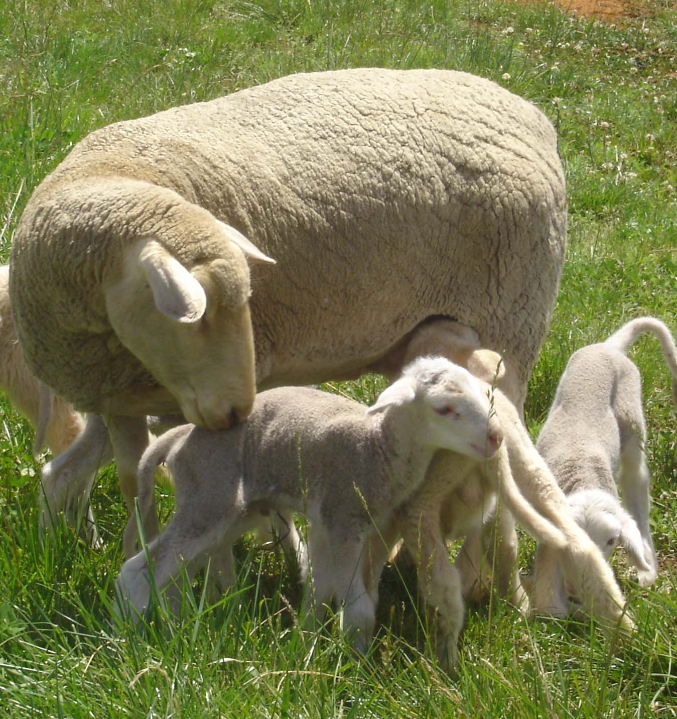 Strategiese voeding van ooie voor en na die dekseisoen - Meadow Feeds