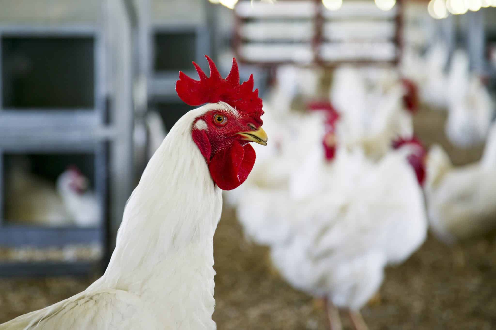 Chicken manure: What is healthy? - Meadow Feeds
