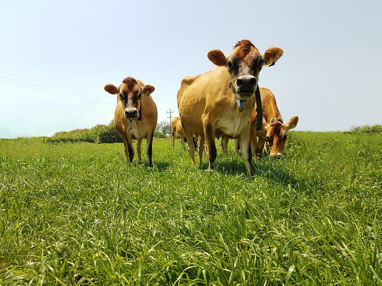 Meadow Feeds - More than just feed