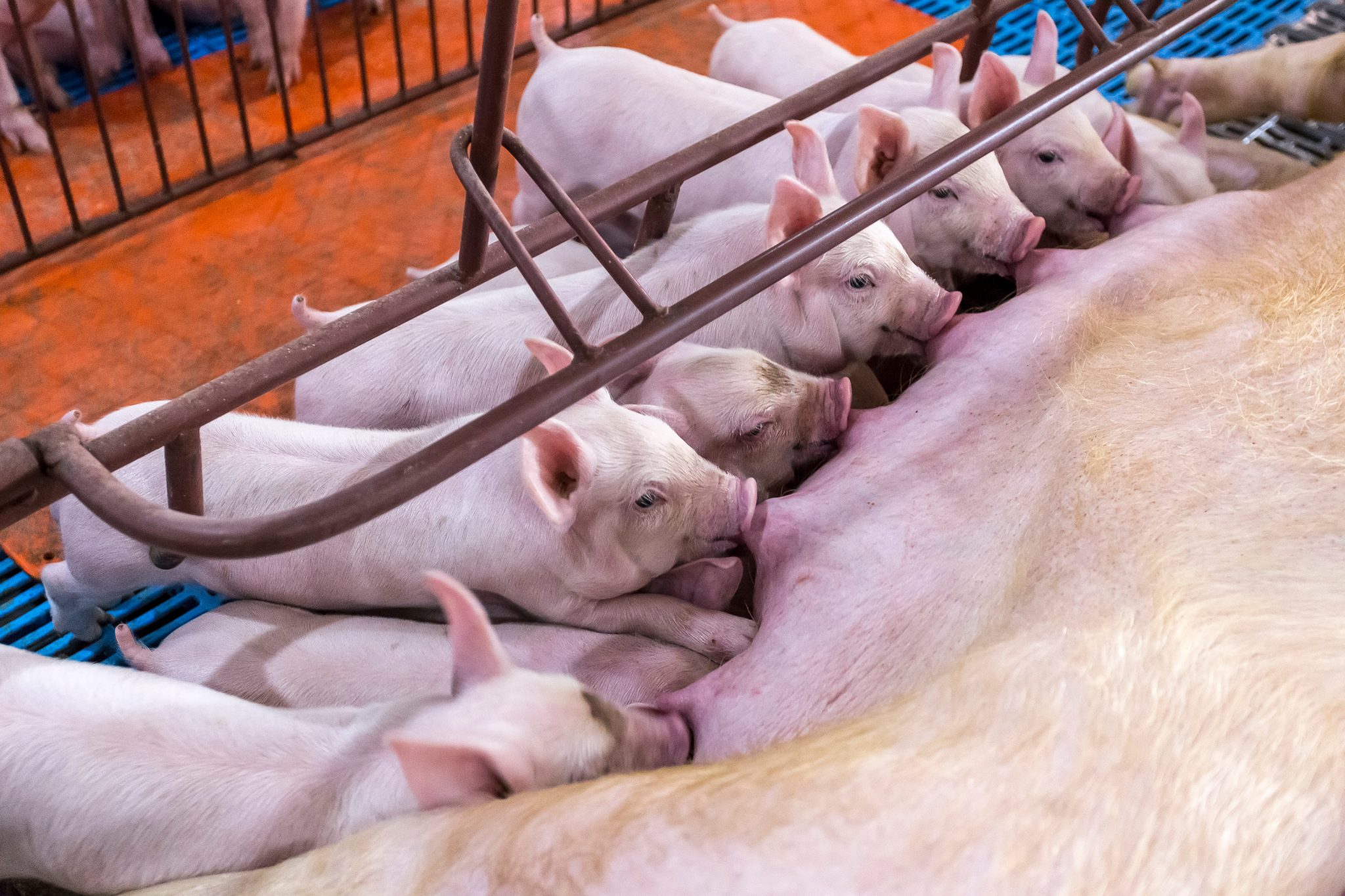 Practical management of the piglet around the farrow process - Meadow Feeds Practical management of the piglet around the farrow process - Meadow Feeds