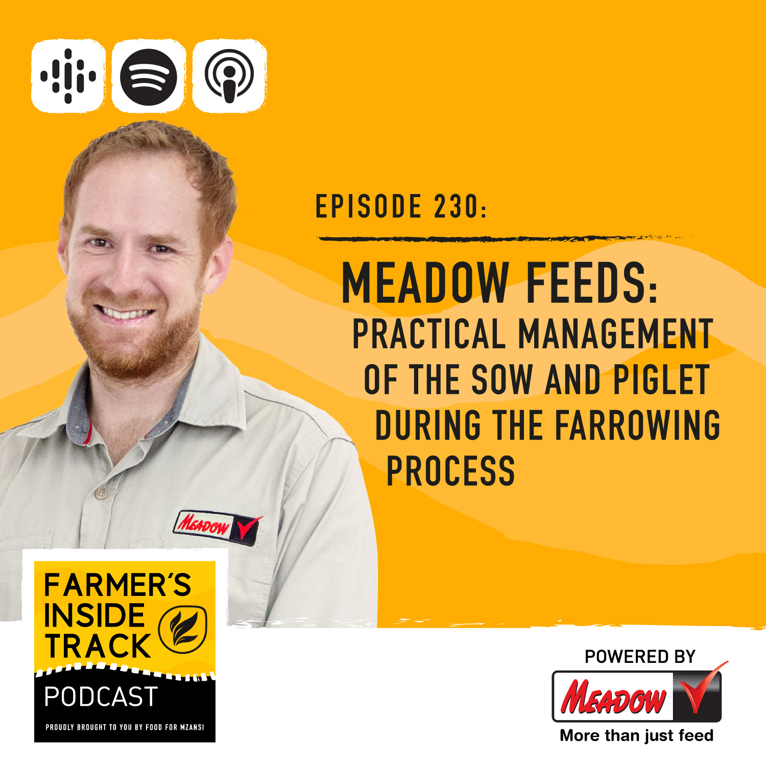 Managing the farrowing process of pigs - Meadow Feeds