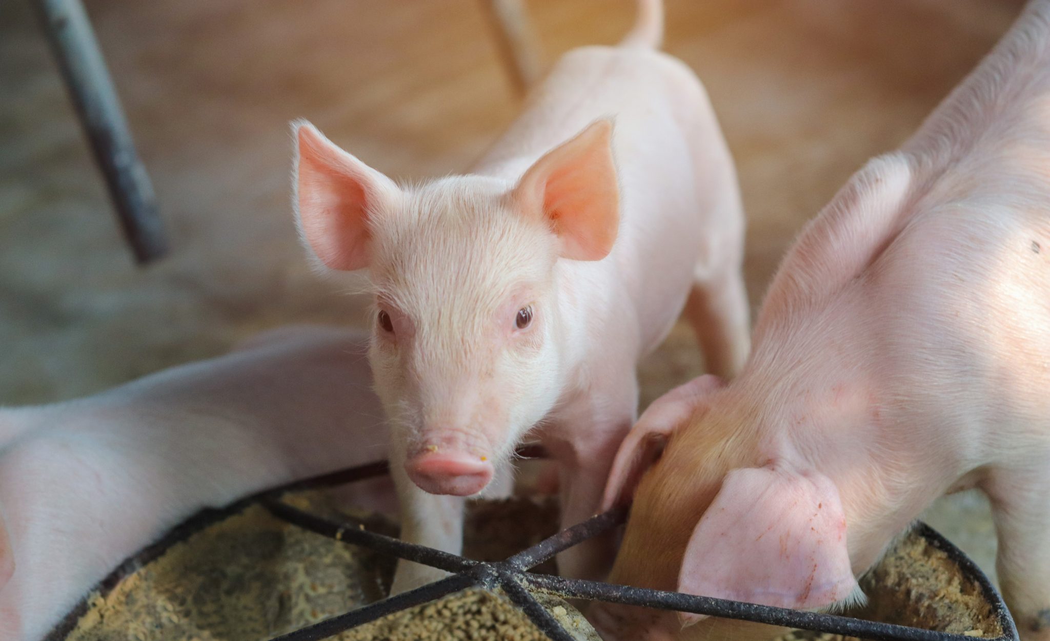 Meadow Feeds - More than just feed