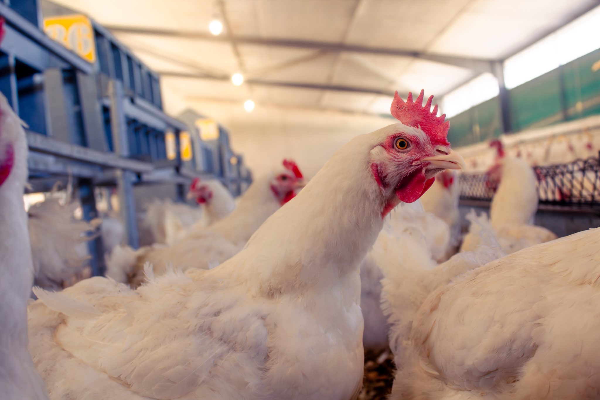 Biosecurity best practice on a poultry farm - Meadow Feeds
